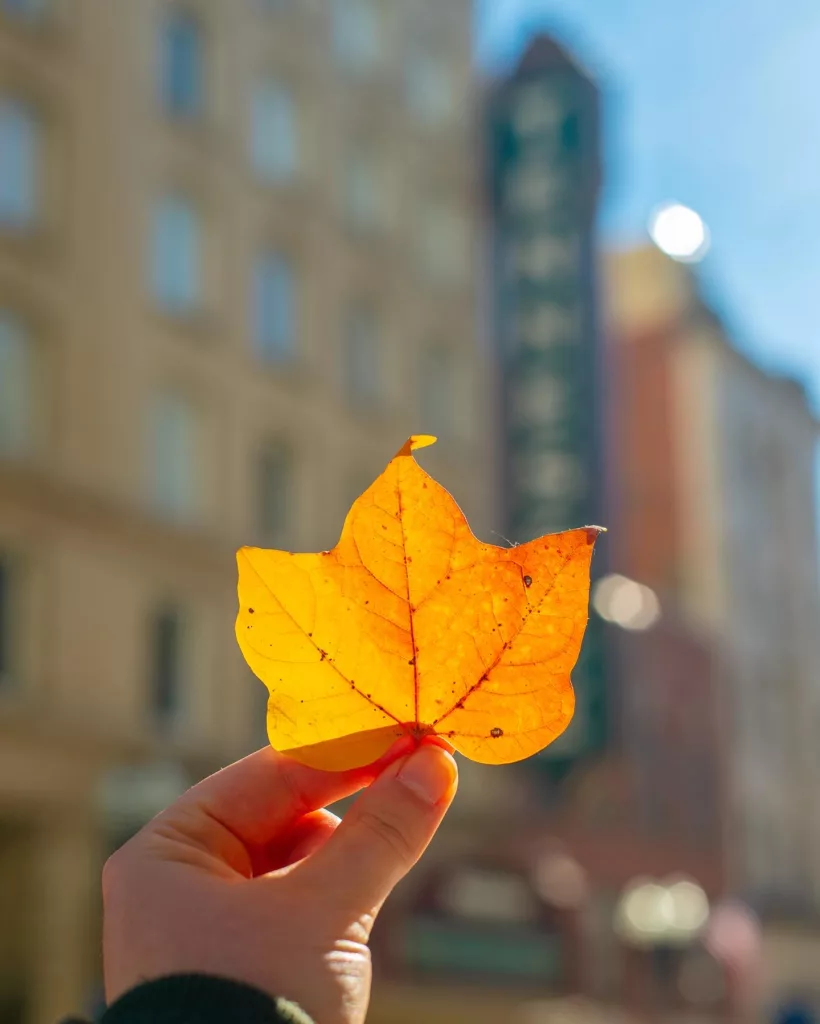 Fall Leaves in Knoxville - Our Favorite Spots to Find Them! - New2Knox